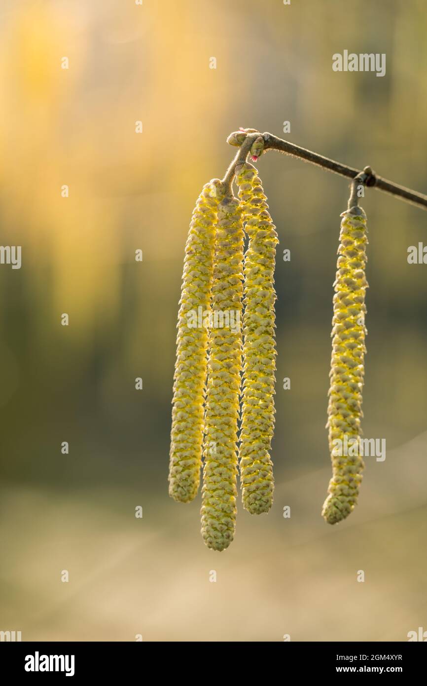 Hazelnut young buds hi-res stock photography and images - Alamy