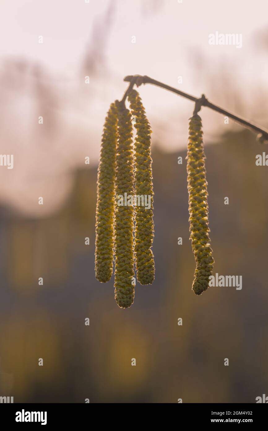 flowering hazel, hazelnut, macro photo in the morning,the first signs ...