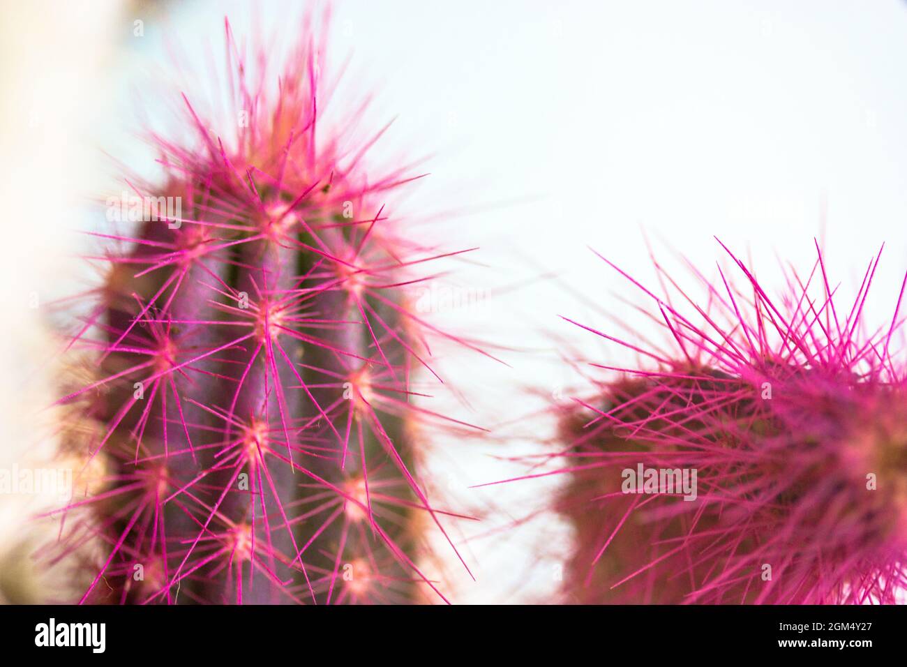 Cacti, cactuses with bright pink needles macro. Desert plants with ...
