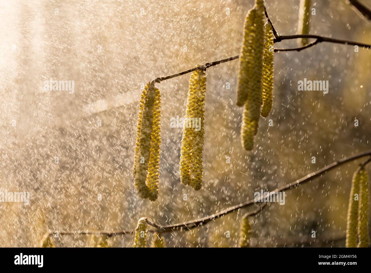 flowering hazel, hazelnut, macro photo in the morning,the first signs ...
