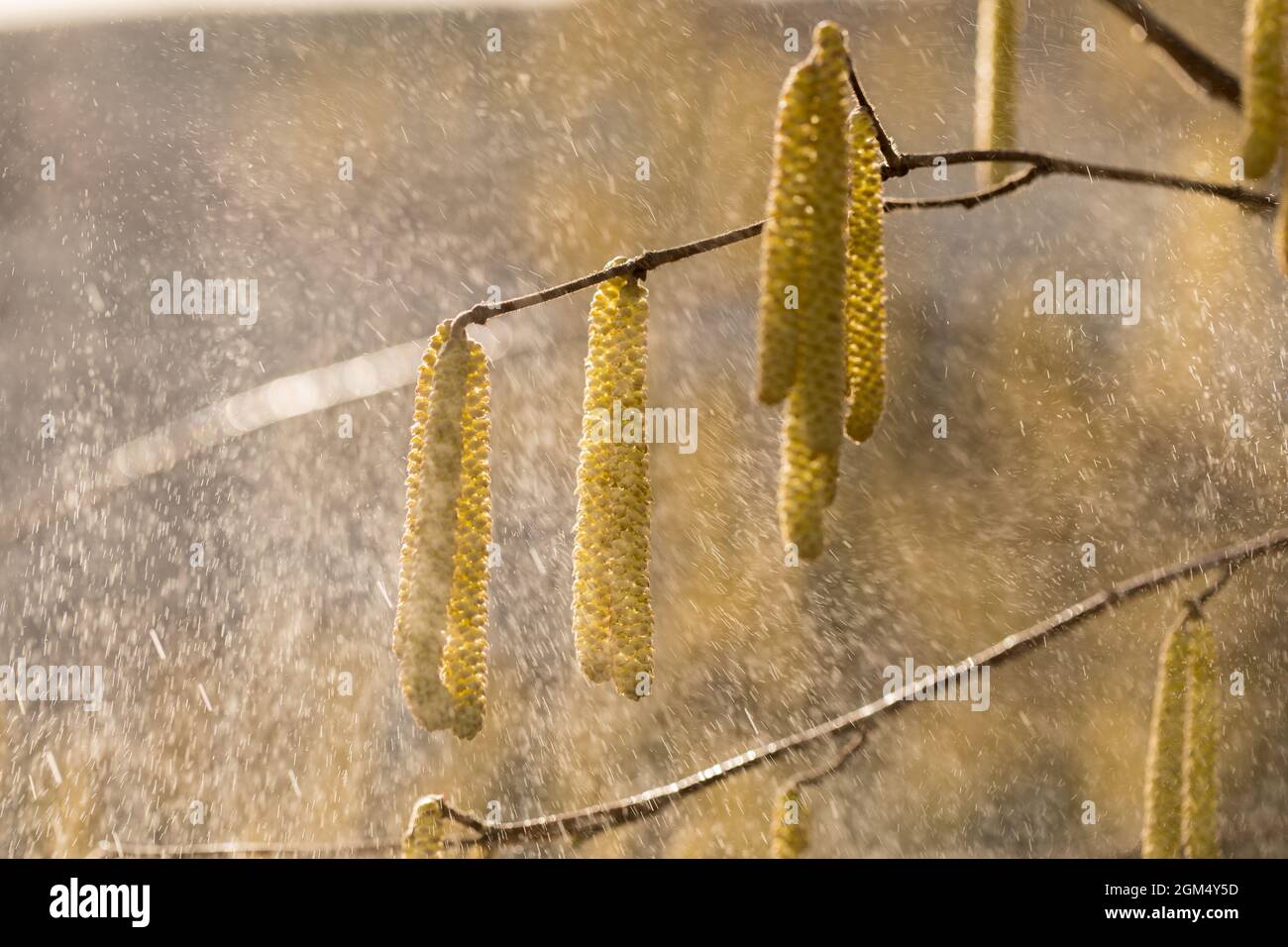 flowering hazel, hazelnut, macro photo in the morning,the first signs ...