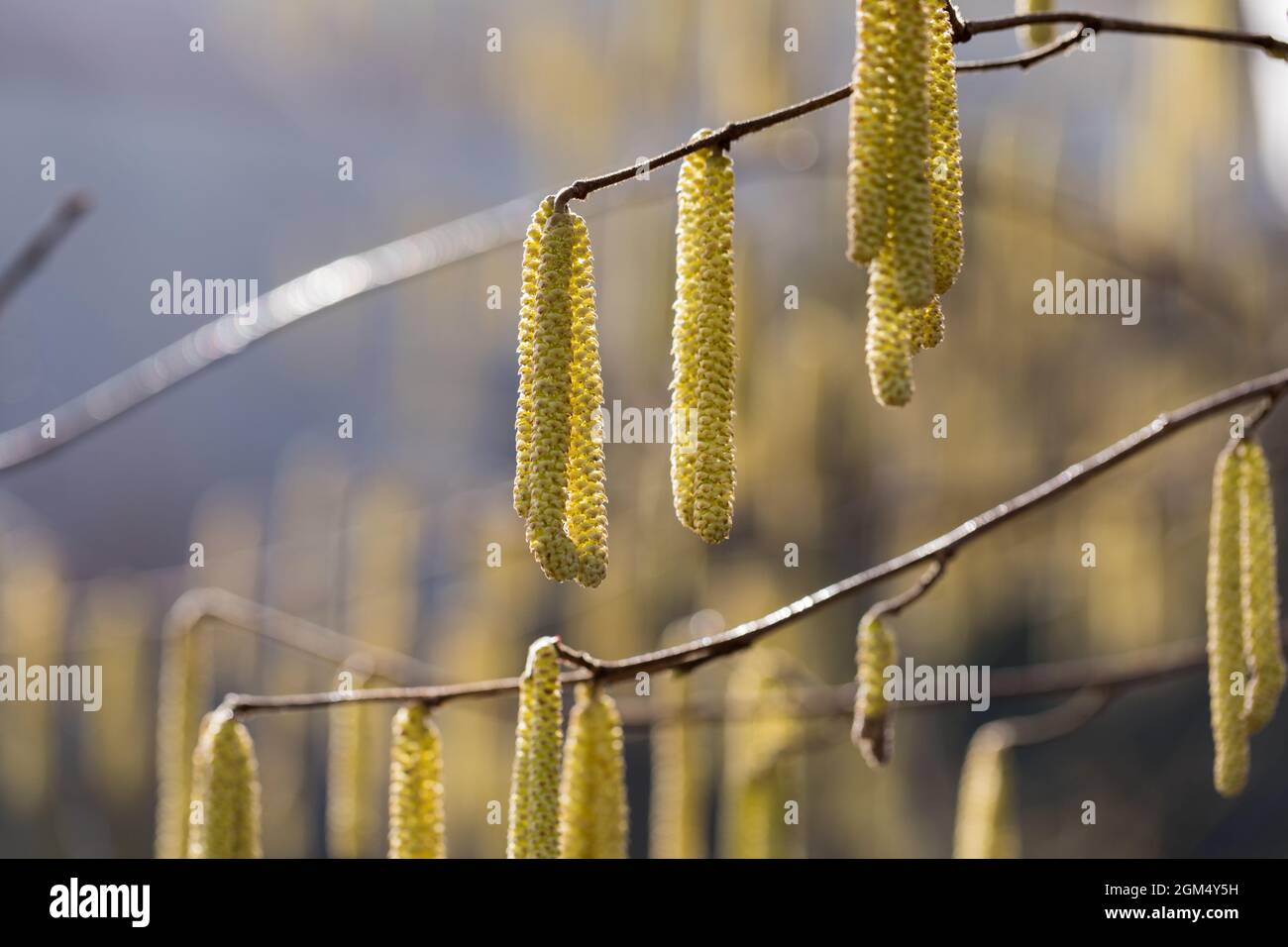 flowering hazel, hazelnut, macro photo in the morning,the first signs ...