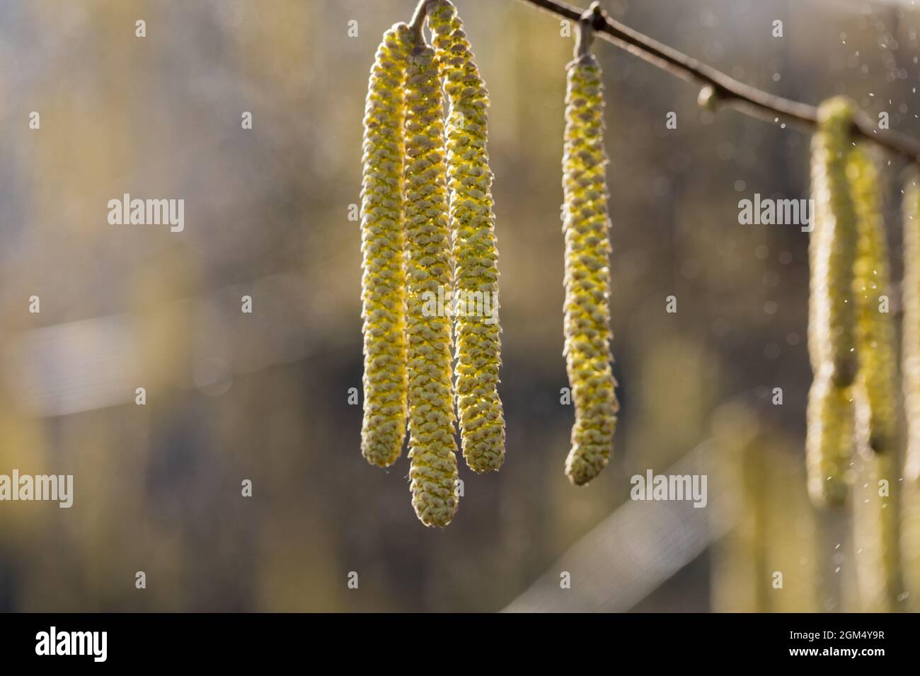 flowering hazel, hazelnut, macro photo in the morning,the first signs ...