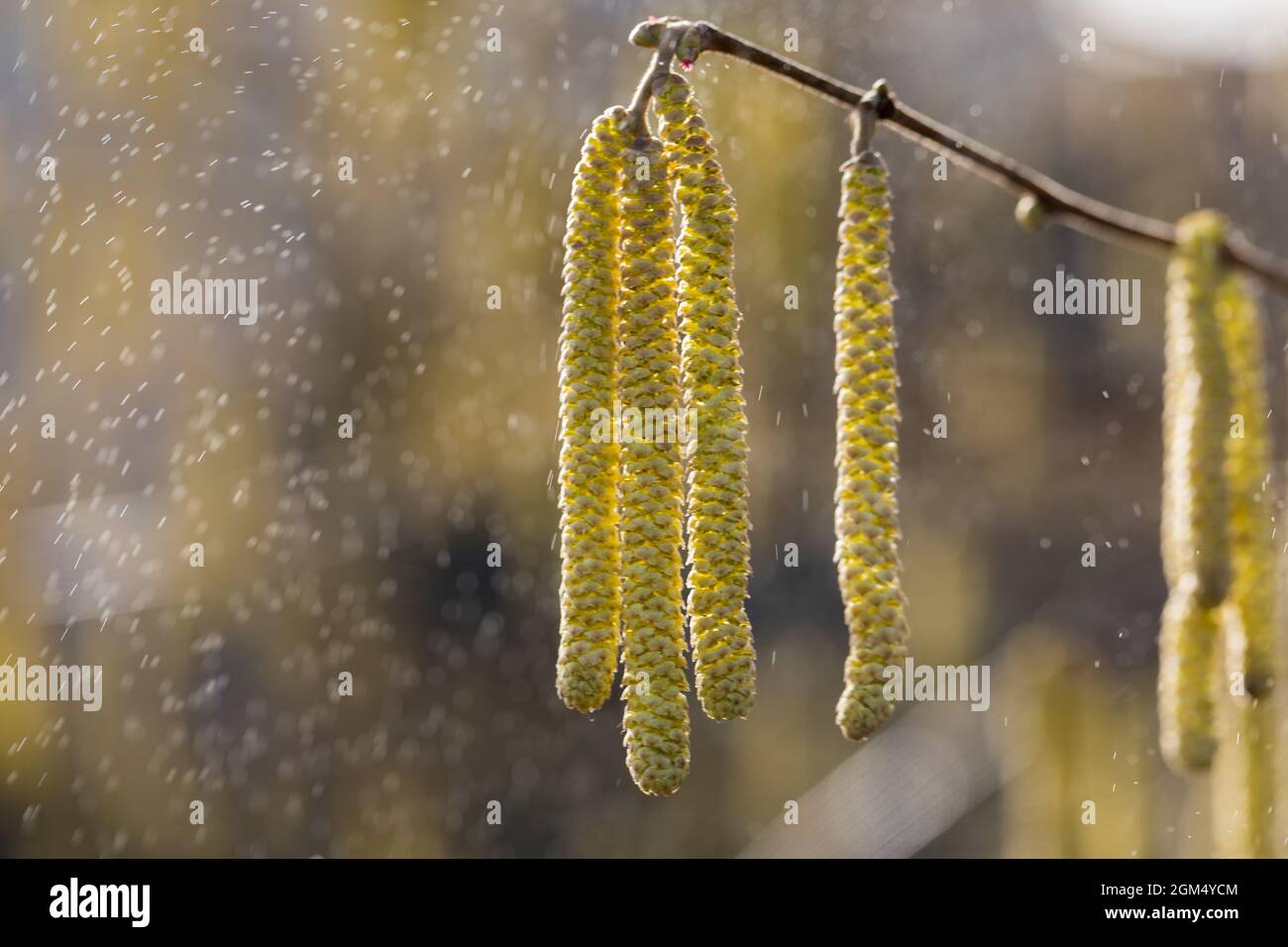 Hazelnut young buds hi-res stock photography and images - Alamy