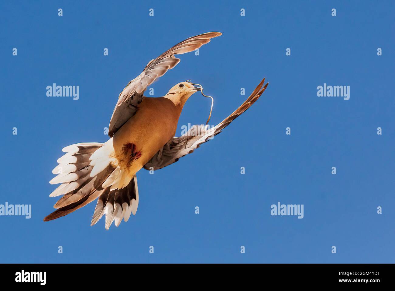 Mourning dove in flight with nesting material Stock Photo - Alamy