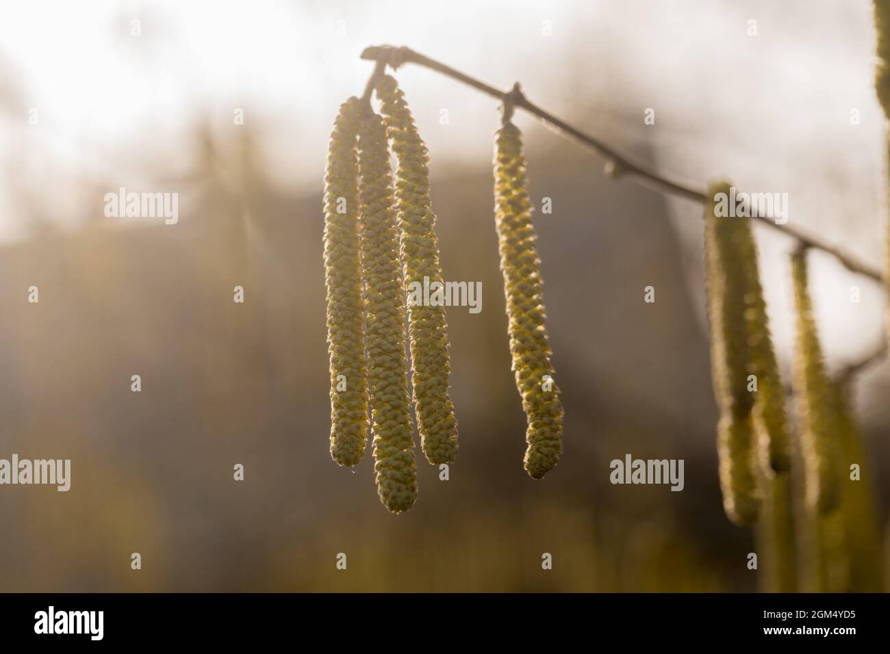 flowering hazel, hazelnut, macro photo in the morning,the first signs ...