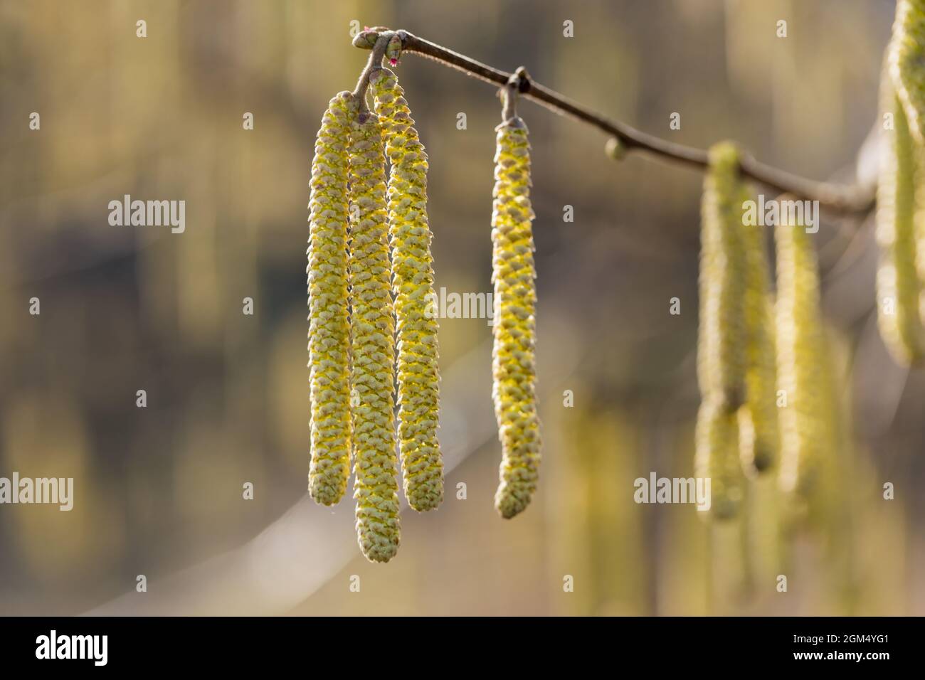 Hazelnut young buds hi-res stock photography and images - Alamy
