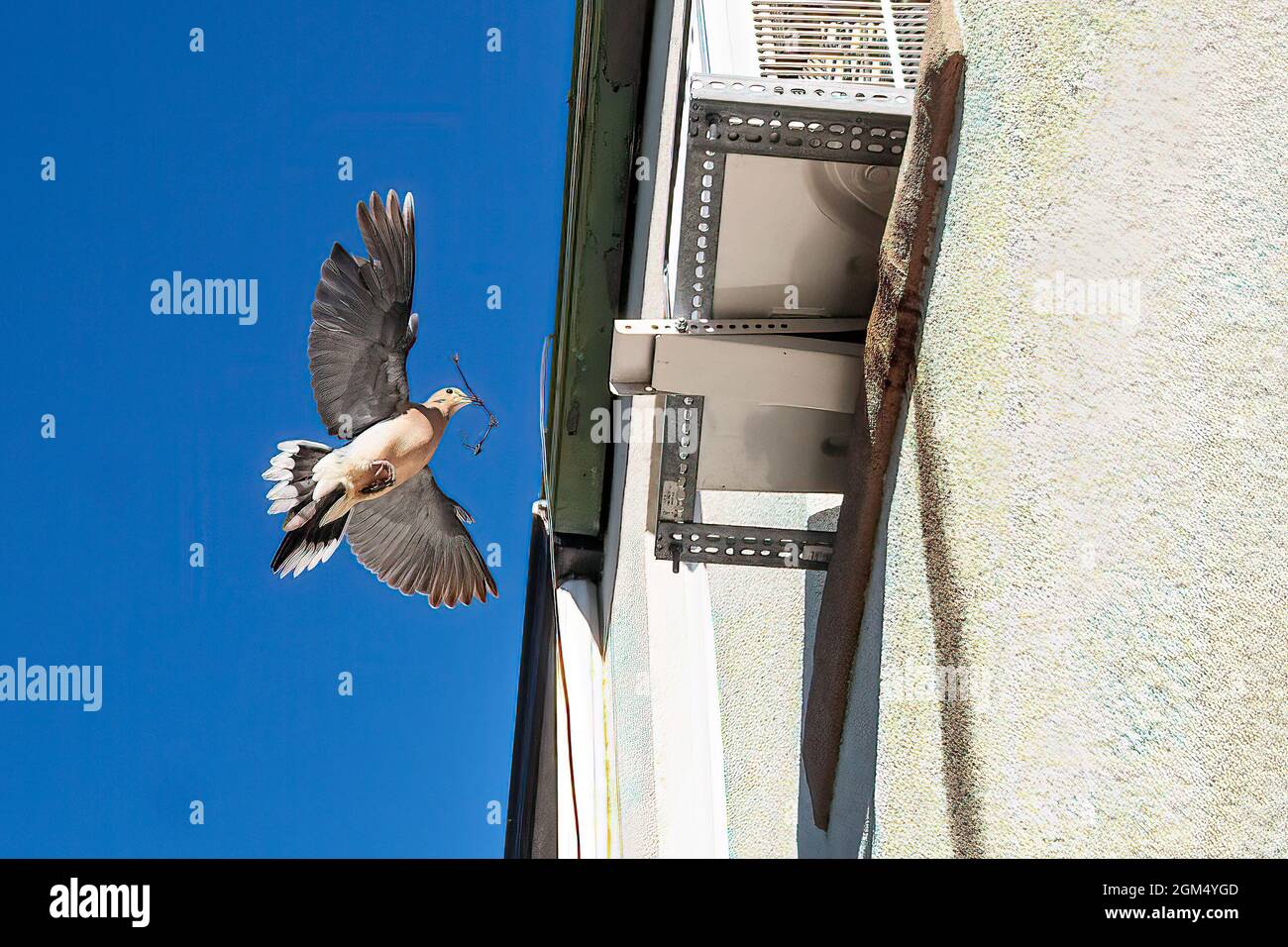 Mourning dove in flight with nesting material Stock Photo - Alamy