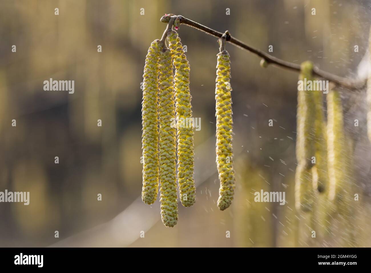flowering hazel, hazelnut, macro photo in the morning,the first signs ...