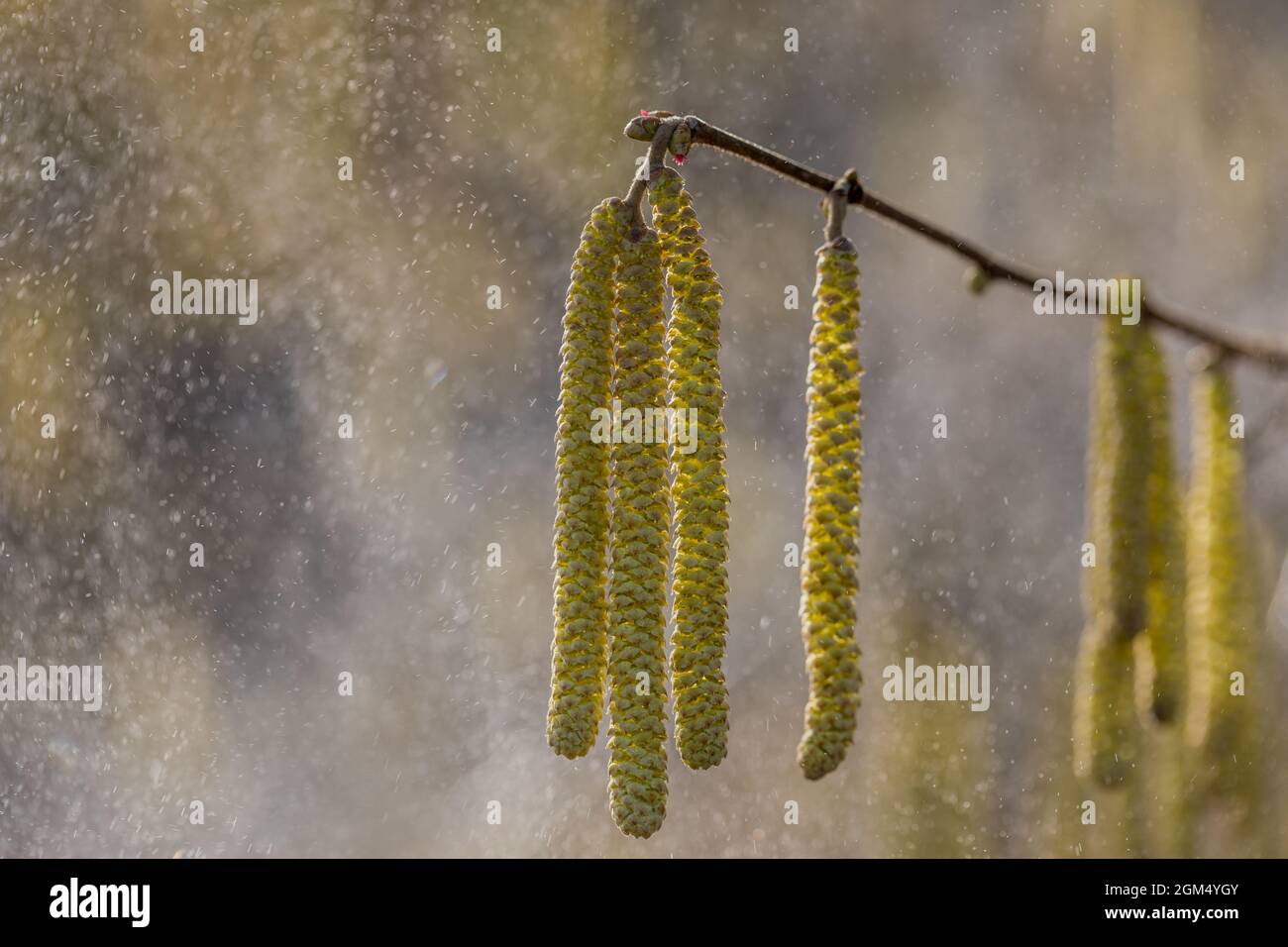Hazelnut young buds hi-res stock photography and images - Alamy