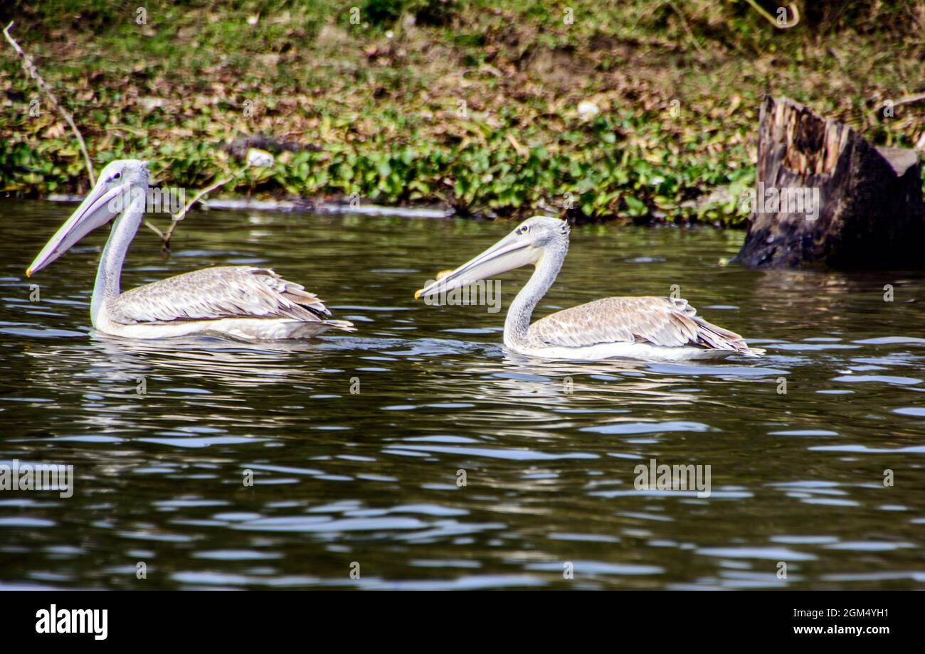 Great White Pelican in Kenya Africa Stock Photo - Alamy