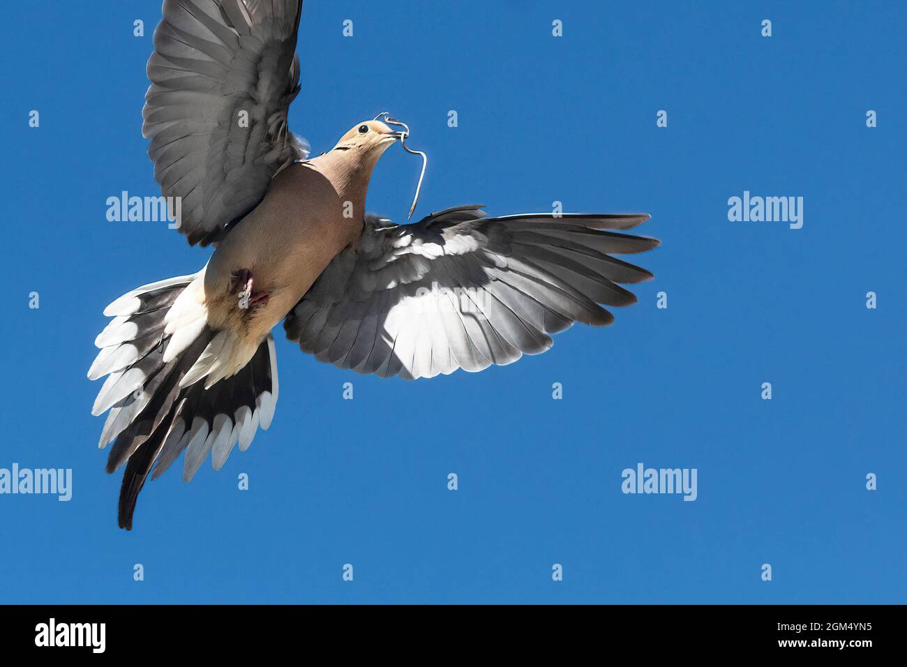 Mourning dove in flight with nesting material Stock Photo - Alamy