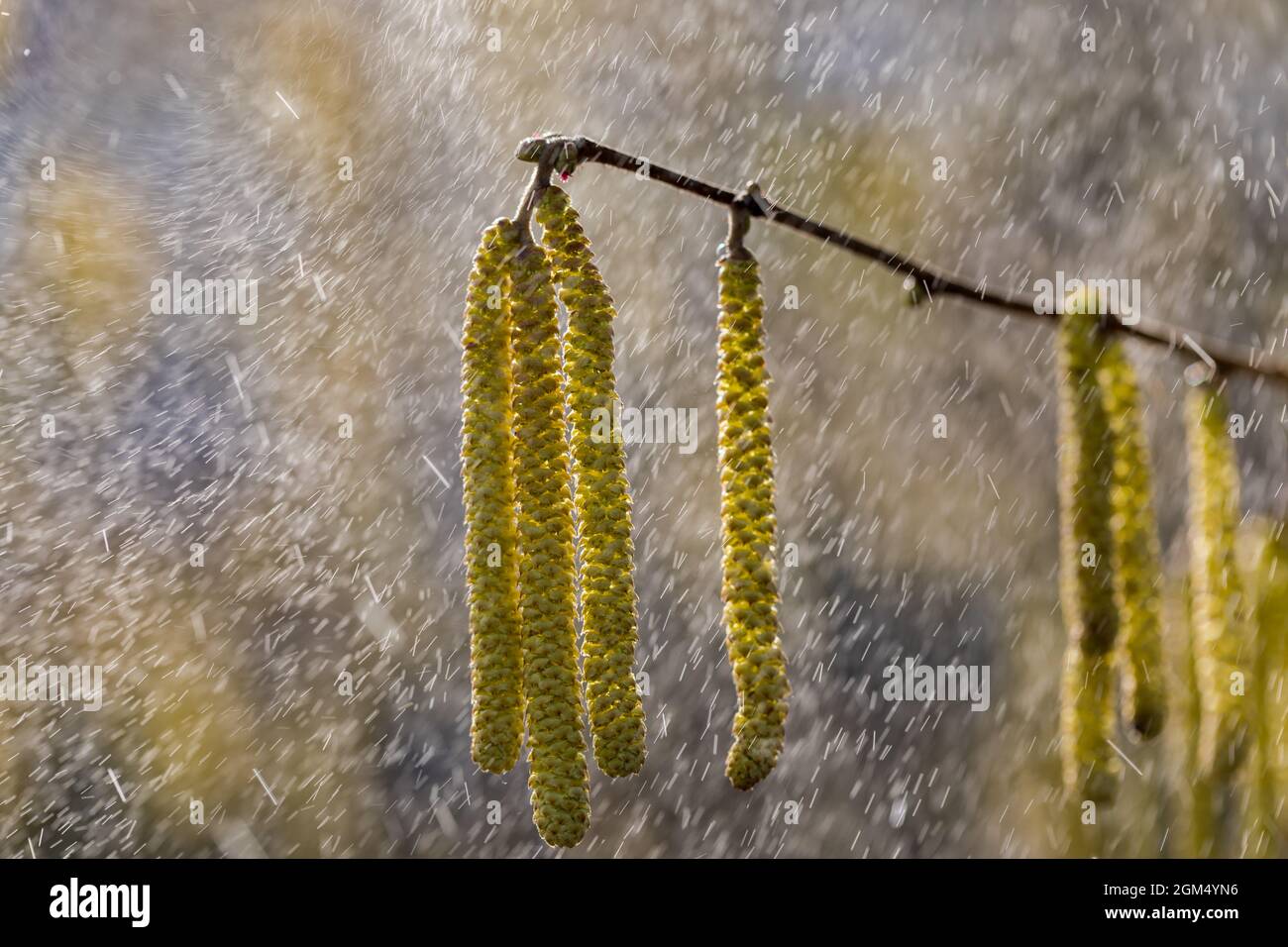 flowering hazel, hazelnut, macro photo in the morning,the first signs ...