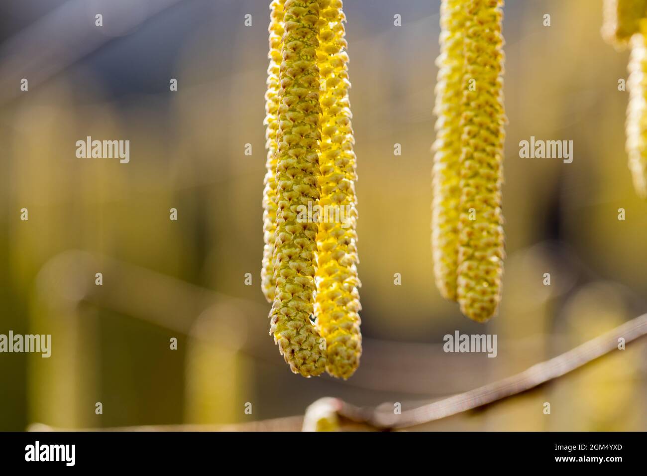 Hazelnut young buds hi-res stock photography and images - Alamy