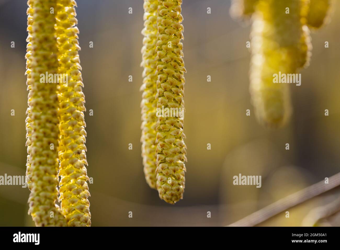 flowering hazel, hazelnut, macro photo in the morning,the first signs ...