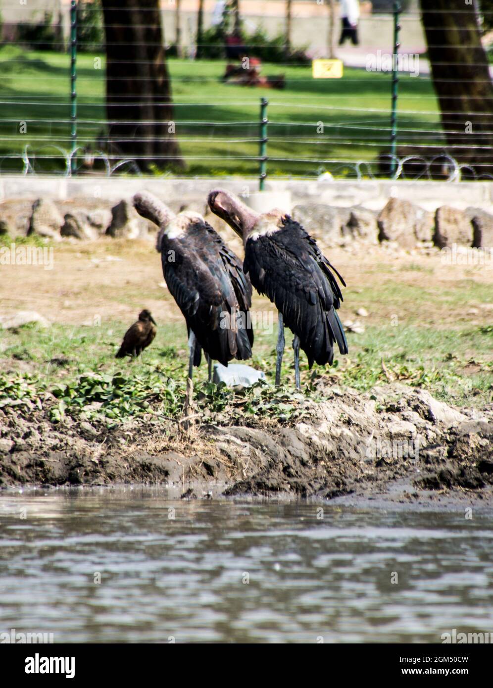 Marabou Storks Leaning in Kenya Africa Stock Photo - Alamy