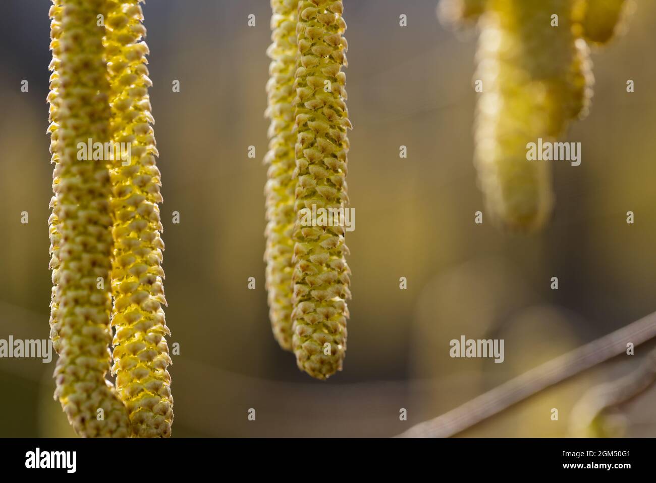 Hazelnut young buds hi-res stock photography and images - Alamy