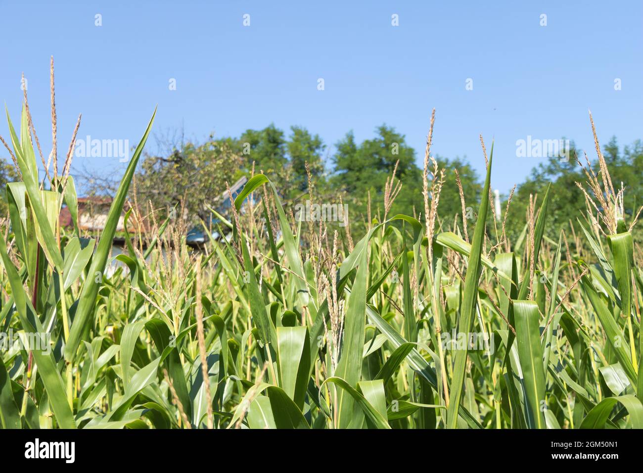 Corn plantation on the field - photographed in full sun Stock Photo - Alamy