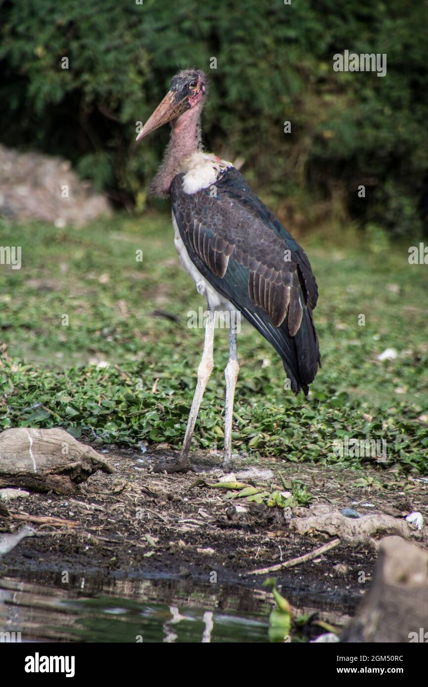 Marabou Stork in Kenya Africa Stock Photo - Alamy