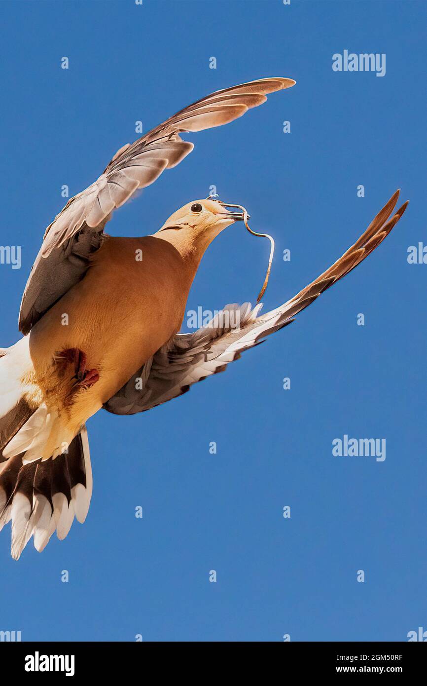 Mourning dove in flight hi-res stock photography and images - Alamy