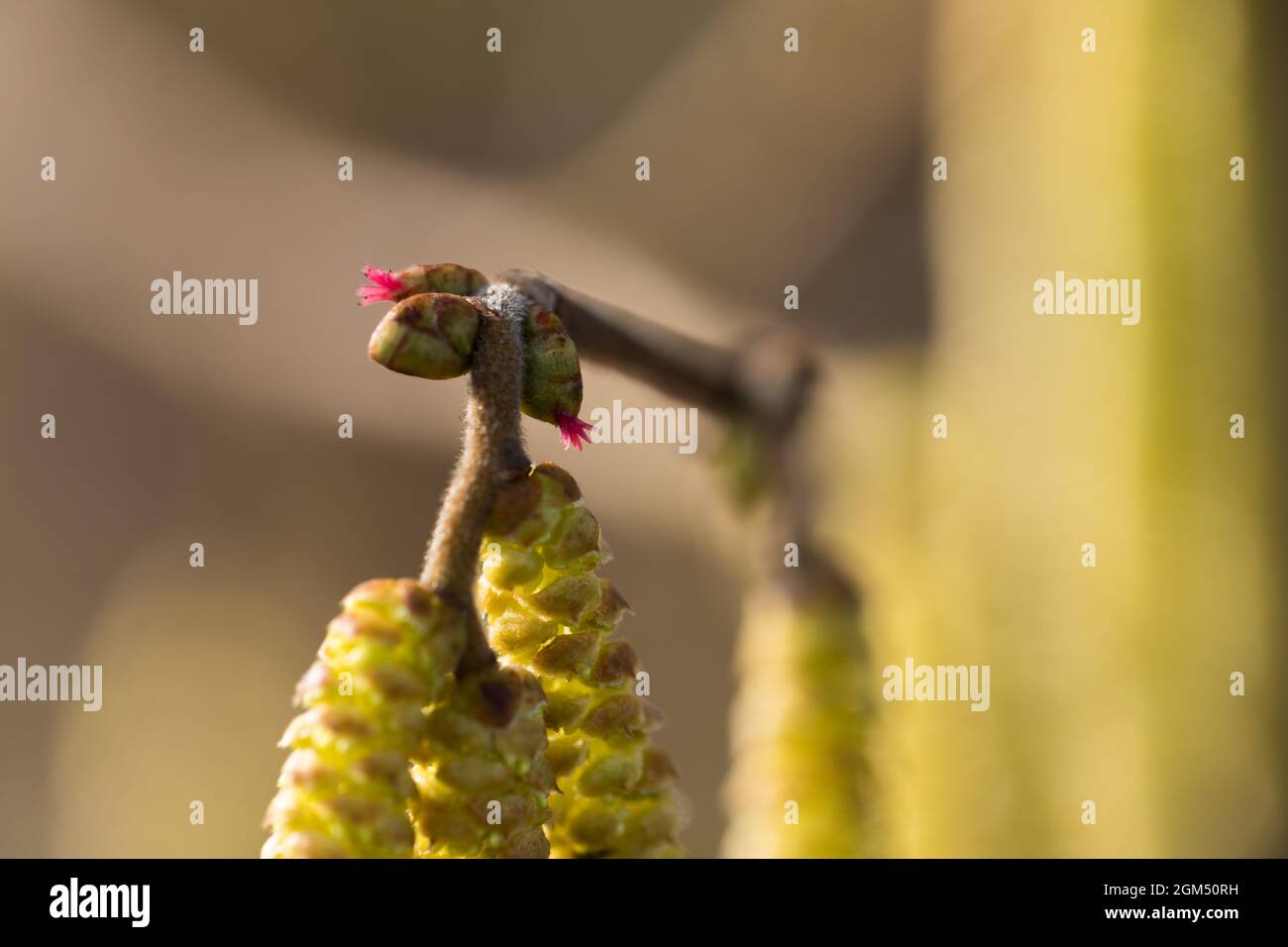 flowering hazel, hazelnut, macro photo in the morning,the first signs ...