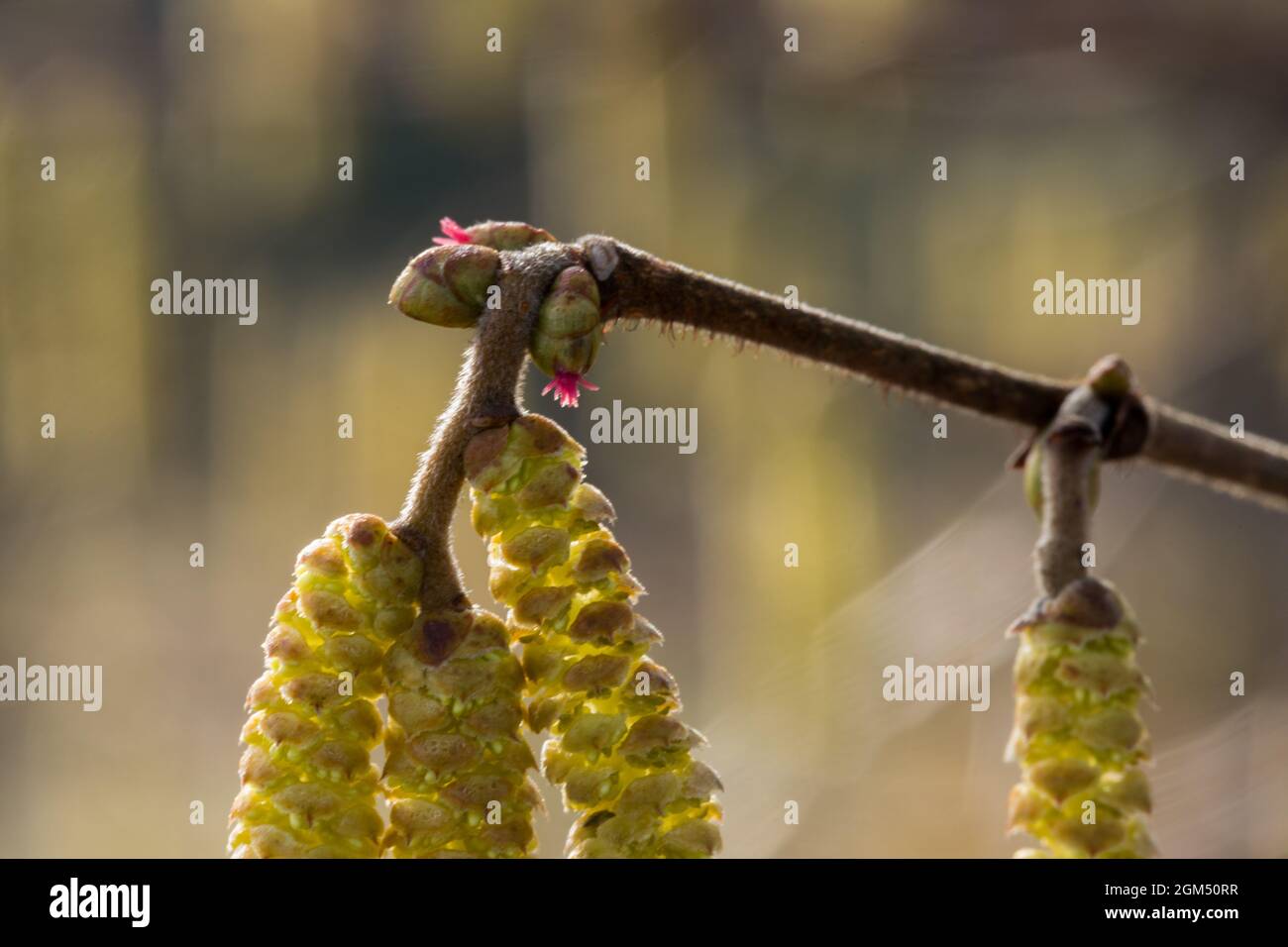flowering hazel, hazelnut, macro photo in the morning,the first signs ...