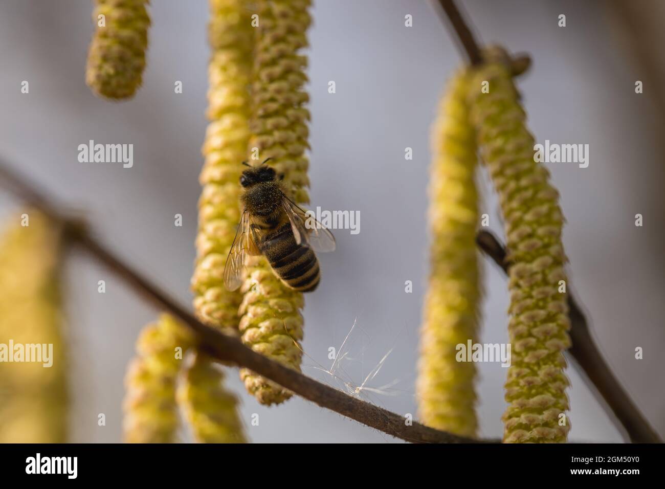a honey bee collecting pollen, flowering hazel, hazelnut, macro photo ...