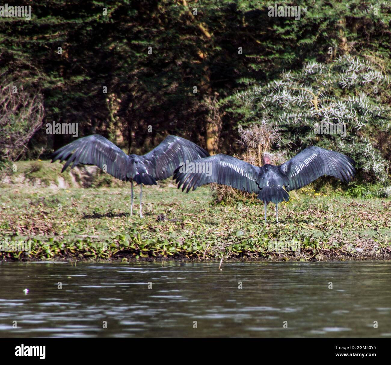 Marabou Storks with Wings Spread in Kenya Africa Stock Photo - Alamy
