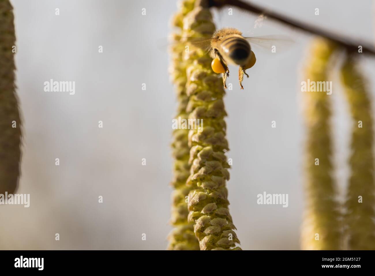 a honey bee collecting pollen, flowering hazel, hazelnut, macro photo ...