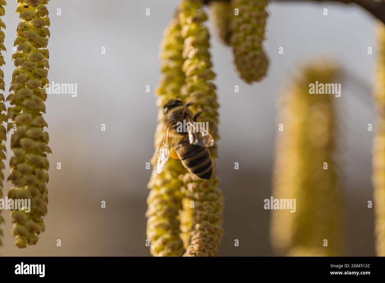 a honey bee collecting pollen, flowering hazel, hazelnut, macro photo ...