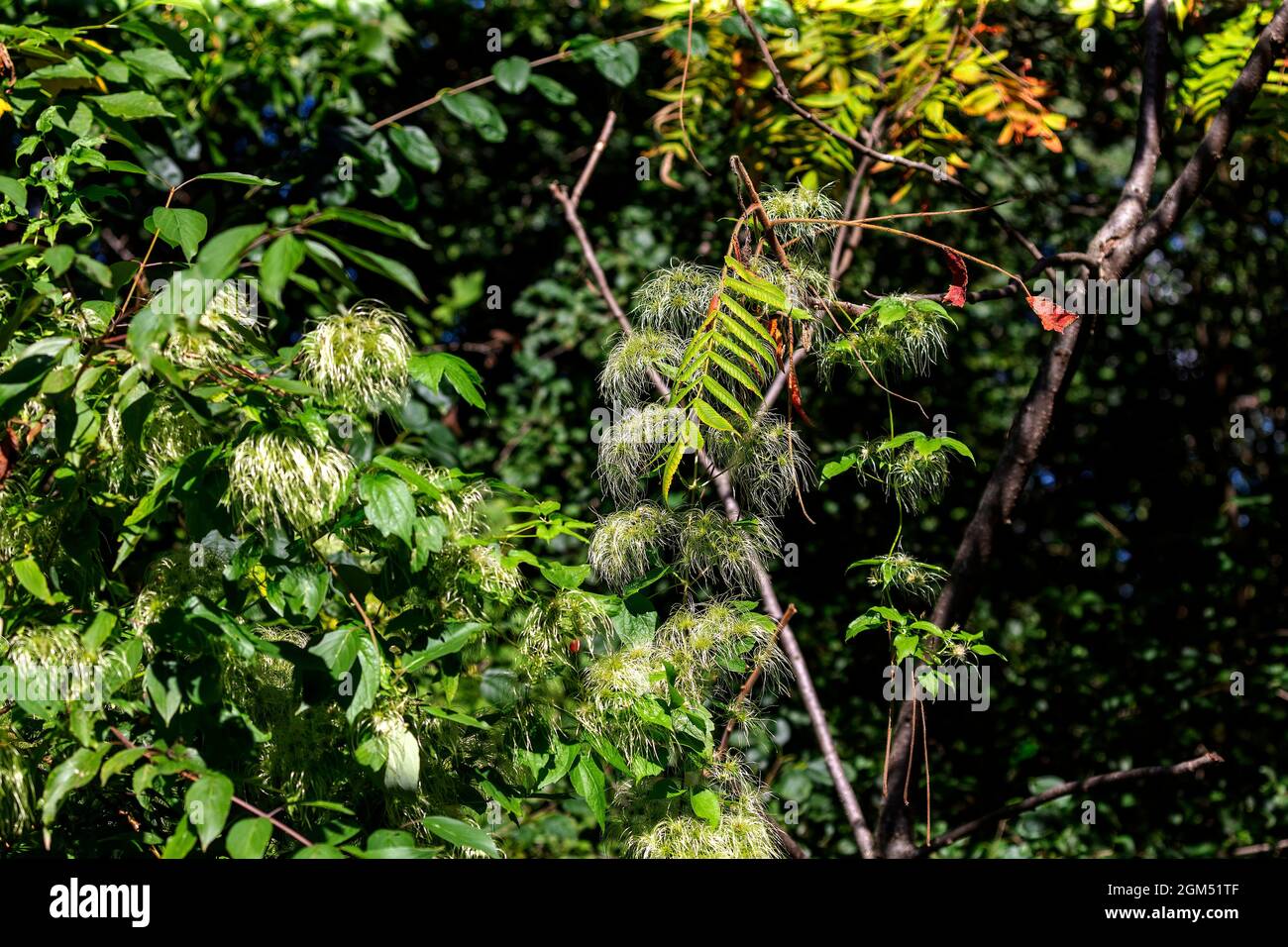 Clematis virginiana hi-res stock photography and images - Alamy