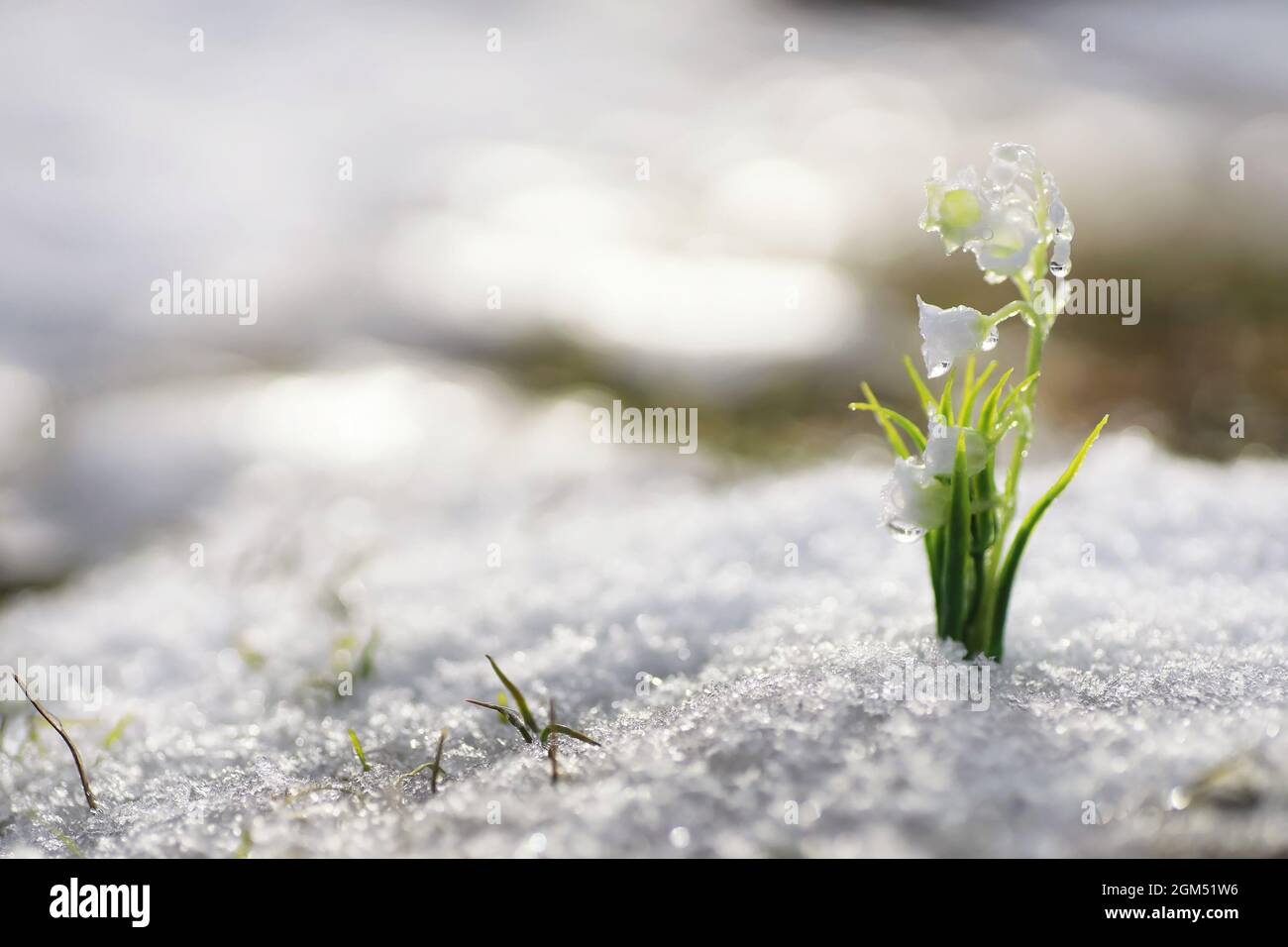 The first spring flowers. Snowdrops in the forest grow out of snow ...