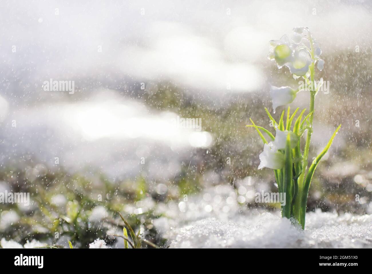 The first spring flowers. Snowdrops in the forest grow out of snow ...