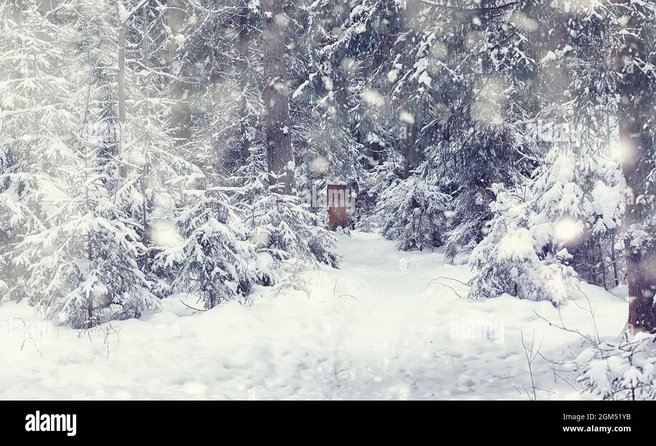 Winter forest landscape. Tall trees under snow cover. January frosty ...