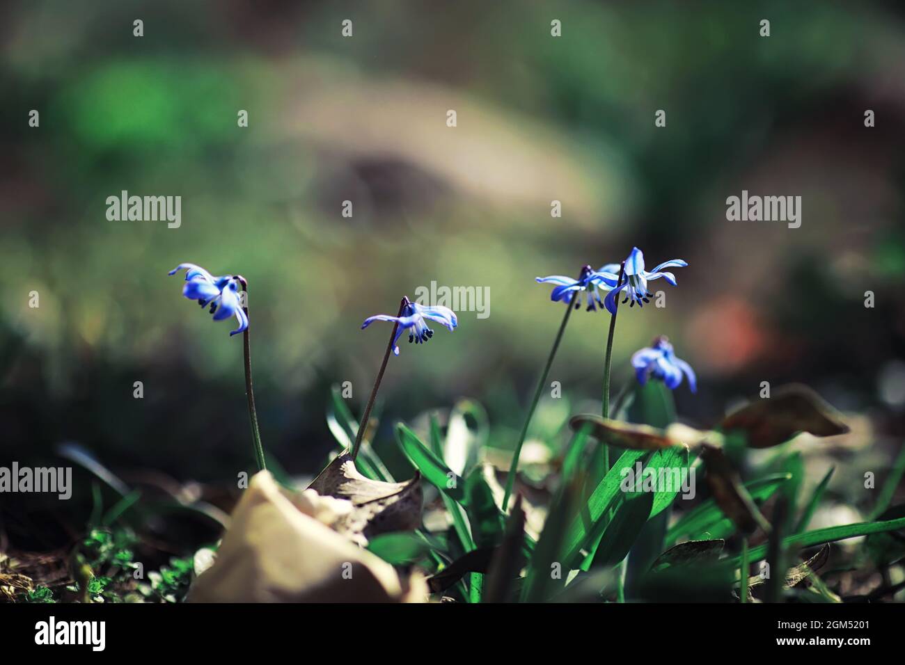 Bright spring greens at dawn in the forest. Nature comes to life in ...
