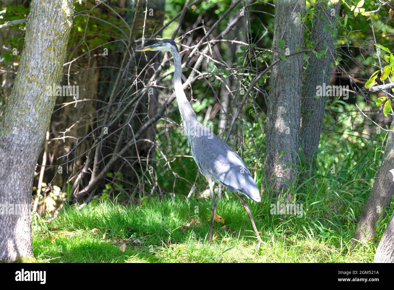 Great blue heron ( Ardea cinerea ) is the largest American heron ...