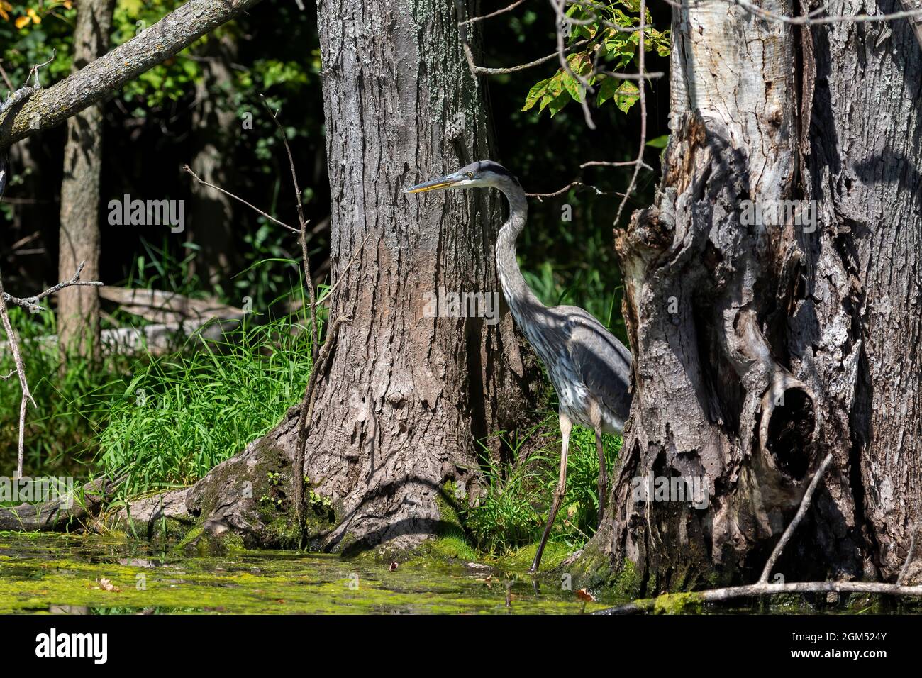 Great blue heron ( Ardea cinerea ) is the largest American heron ...
