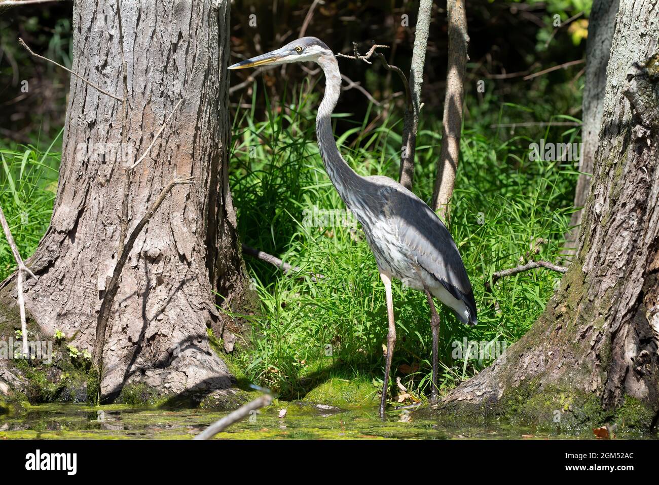 Great blue heron ( Ardea cinerea ) is the largest American heron ...