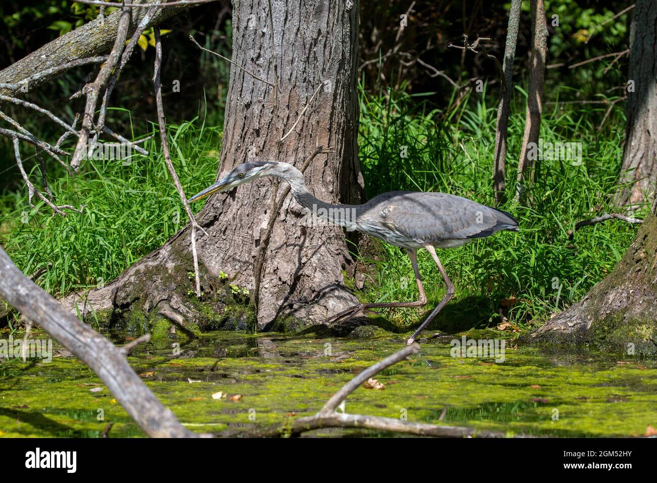 Great blue heron ( Ardea cinerea ) is the largest American heron ...