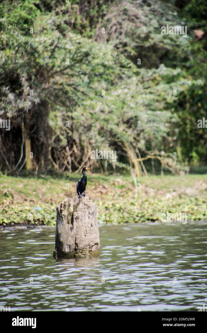 Reed Cormorant on Tree Stump in Kenya Africa Stock Photo - Alamy