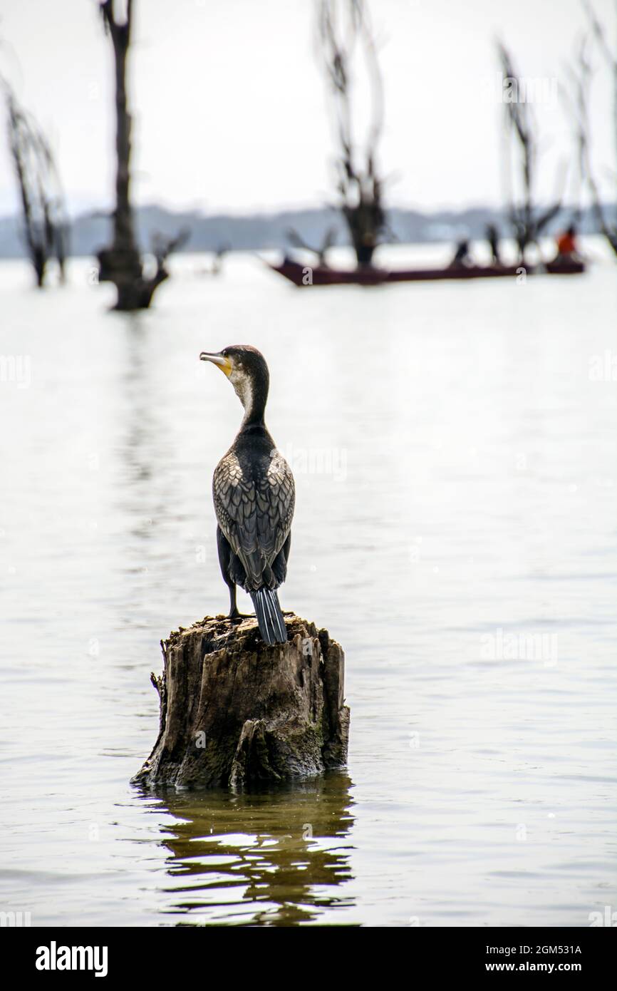 Reed Cormorant on Tree Stump in Kenya Africa Stock Photo - Alamy