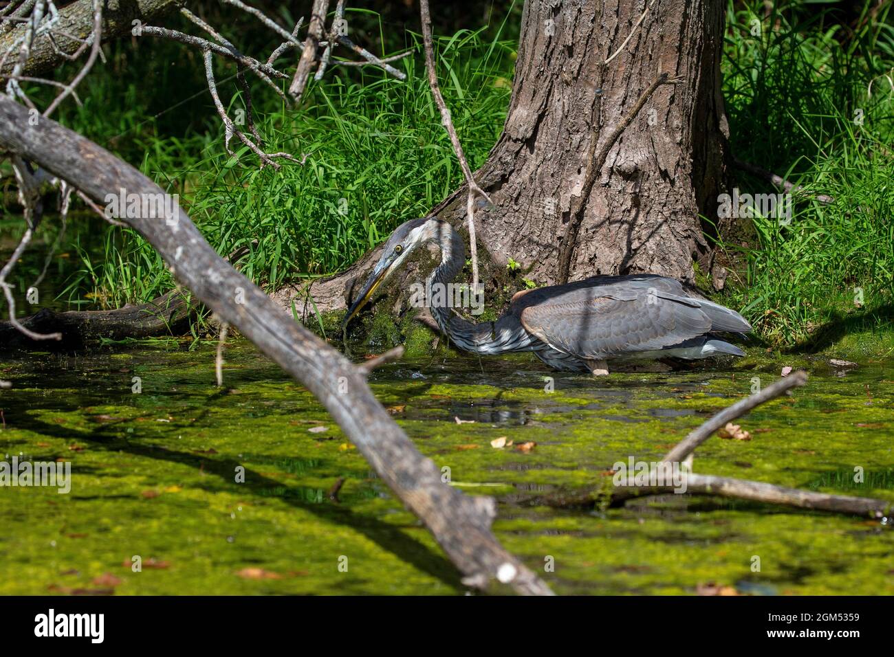 Great blue heron ( Ardea cinerea ) is the largest American heron ...