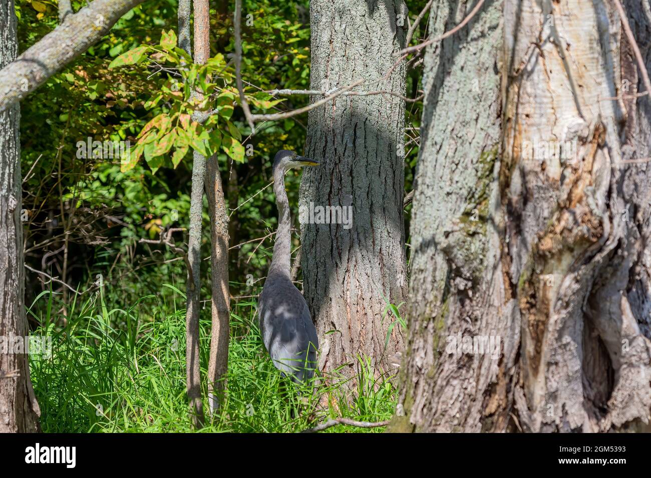 Great blue heron ( Ardea cinerea ) is the largest American heron ...