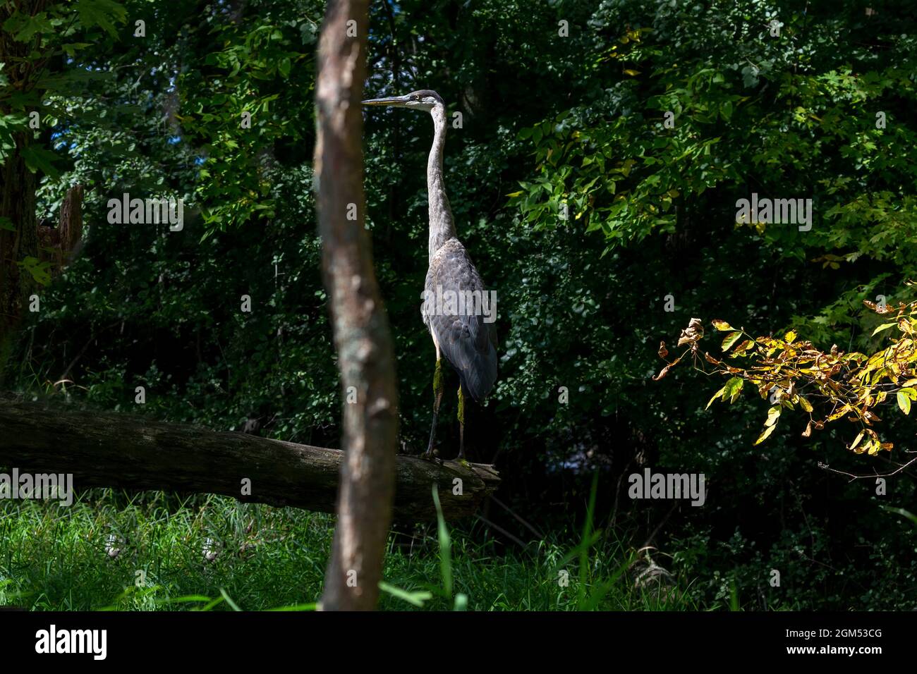 Great blue heron ( Ardea cinerea ) is the largest American heron ...
