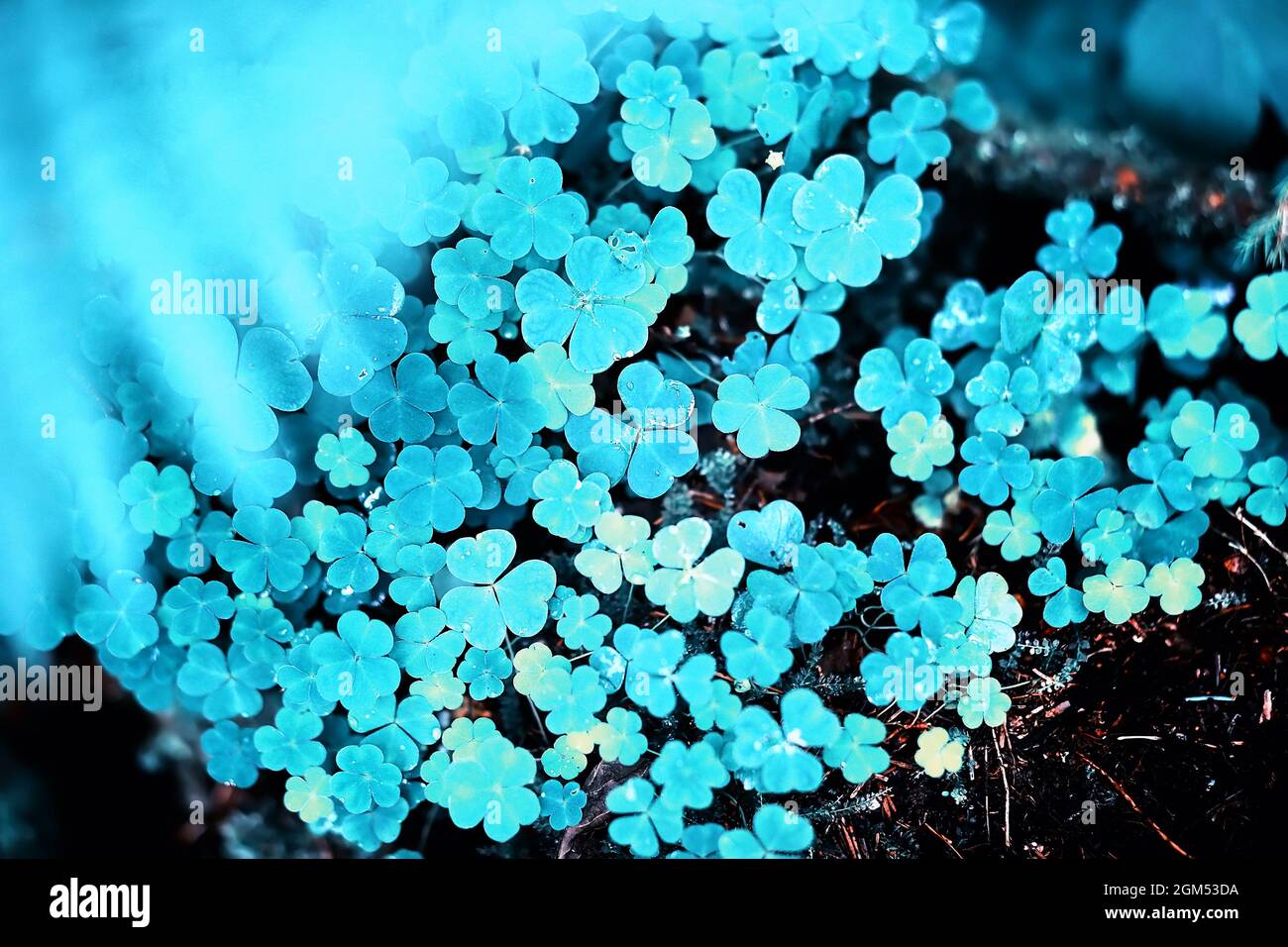 Background from plant clover four leaf. Irish traditional symbol. St ...