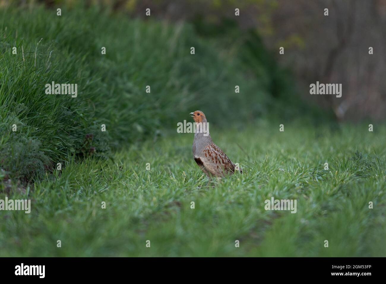 Grey partridge mating call. Hun on the field. European wildlife during ...