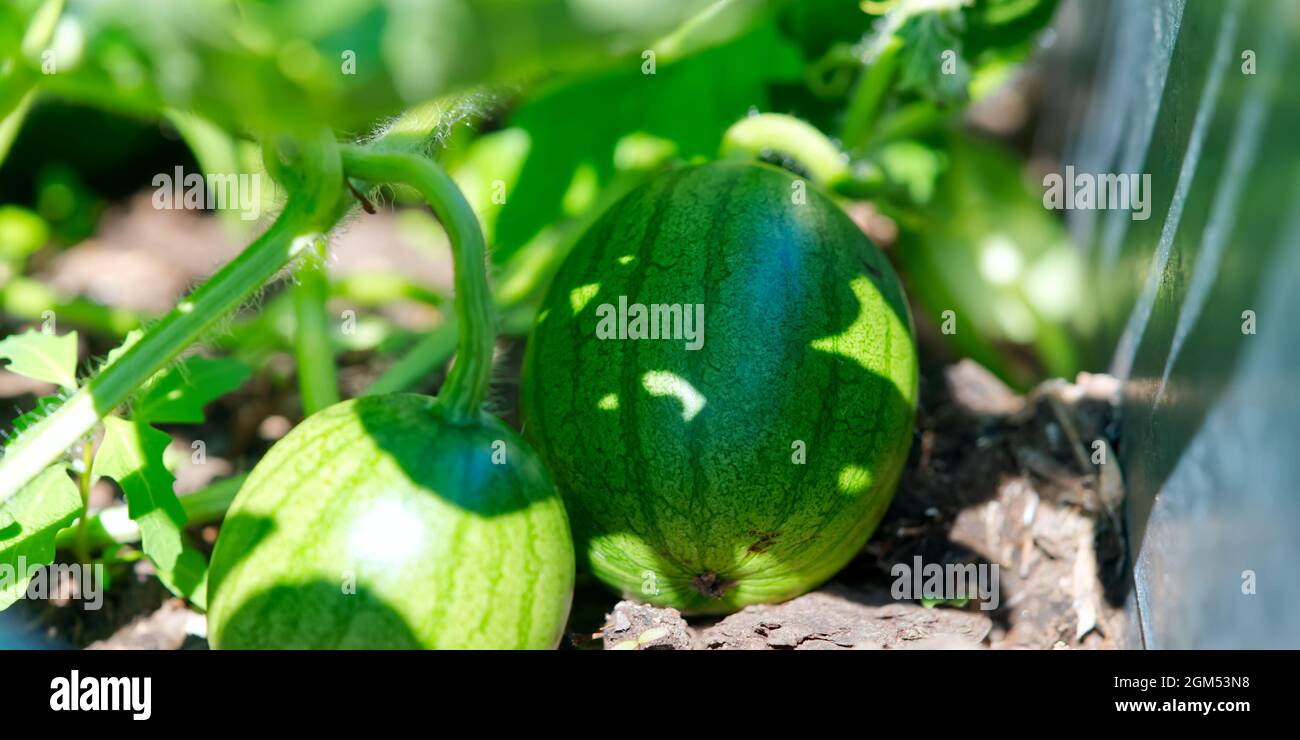 Watermelon plant pot hi-res stock photography and images - Alamy