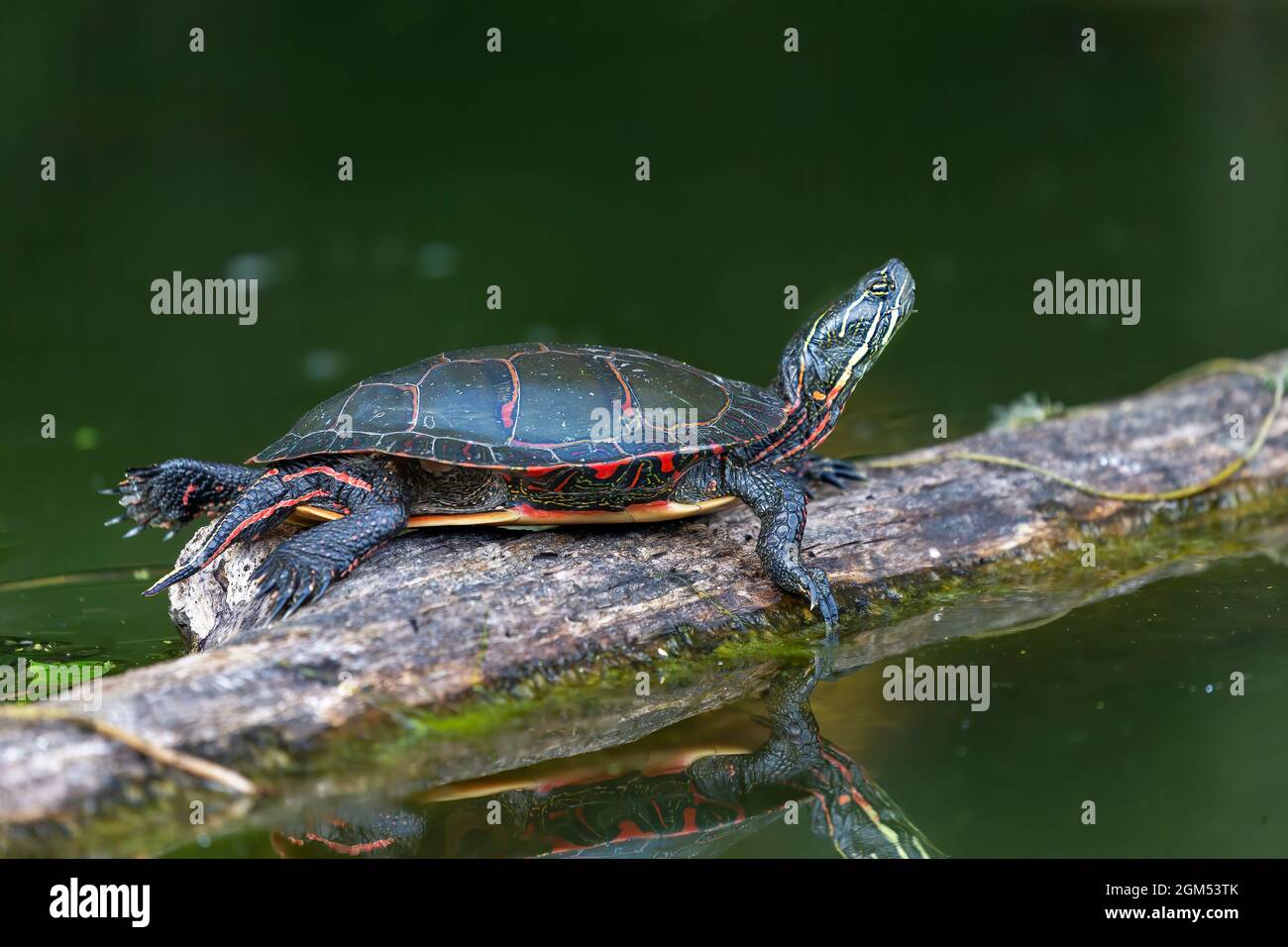 The painted turtle (Chrysemys picta) is the most widespread native ...