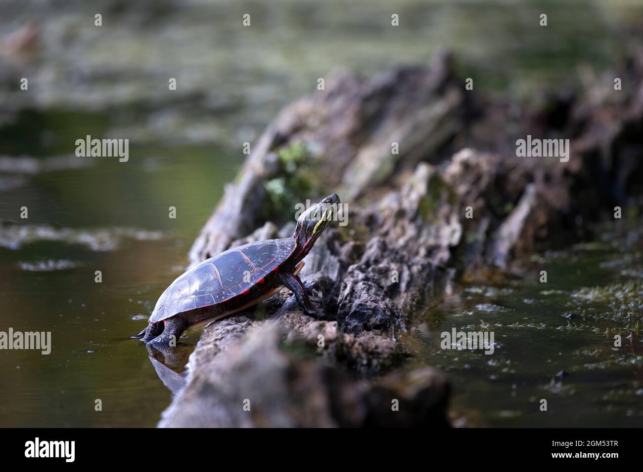 The painted turtle (Chrysemys picta) is the most widespread native ...