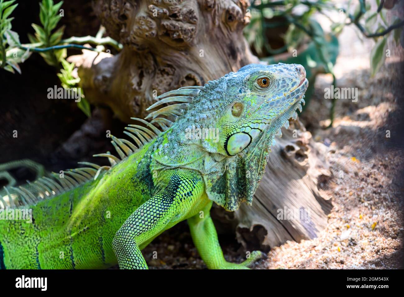 Amazon forest dragon hi-res stock photography and images - Alamy